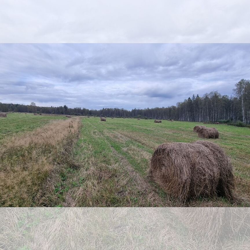 Сено в тюках