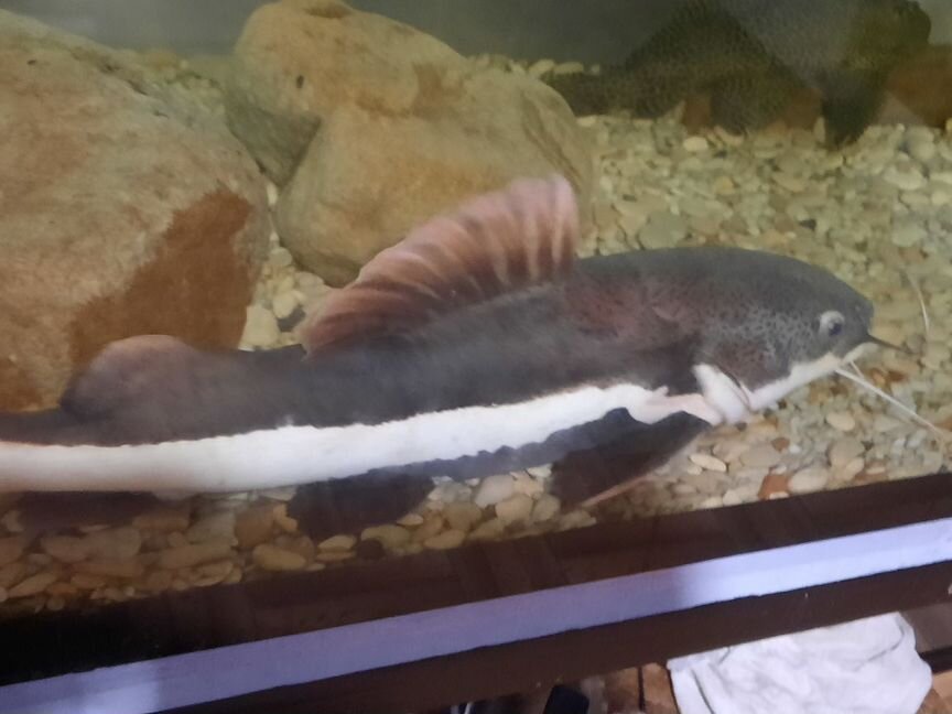 Краснохвостый сом