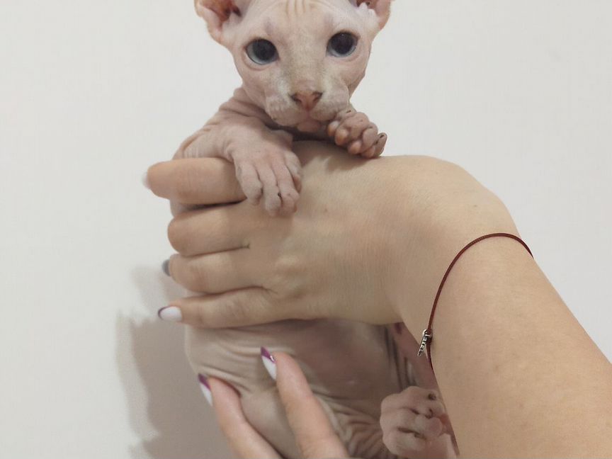 Котёнок эльфик белый