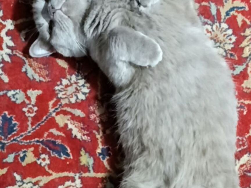 Британский кот вязка