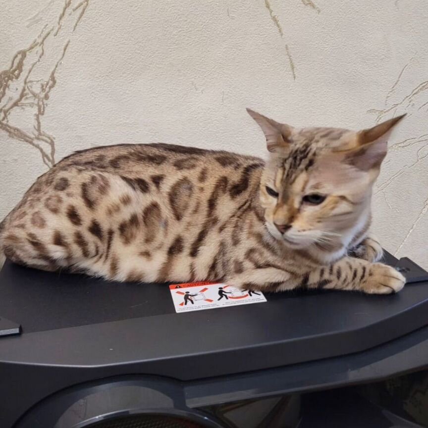 Бенгальская кошка