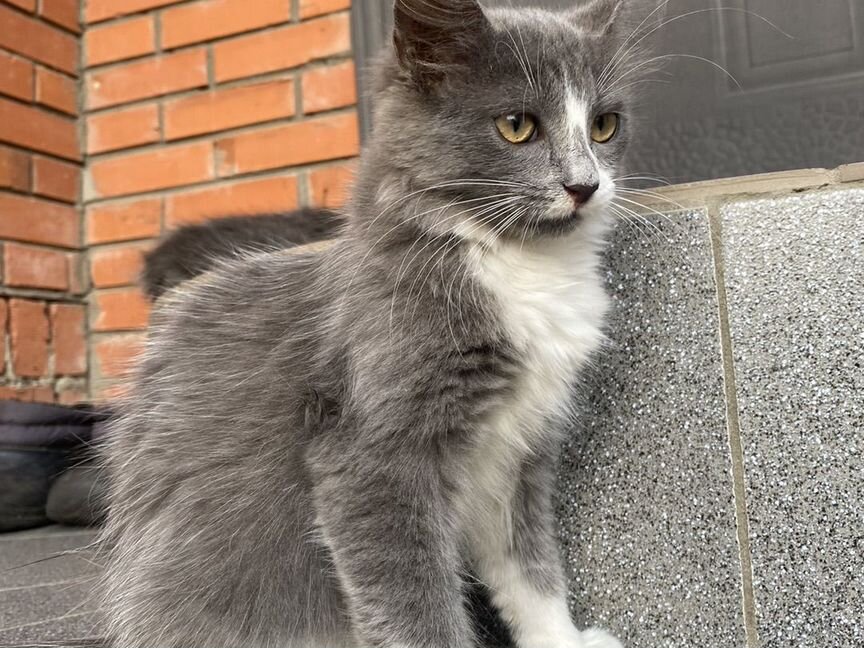 Котята в добрые руки, метис