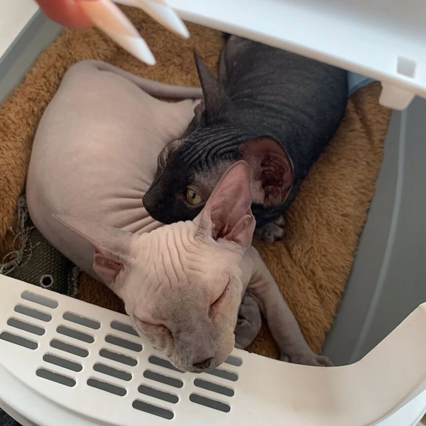 Котята сфинкс