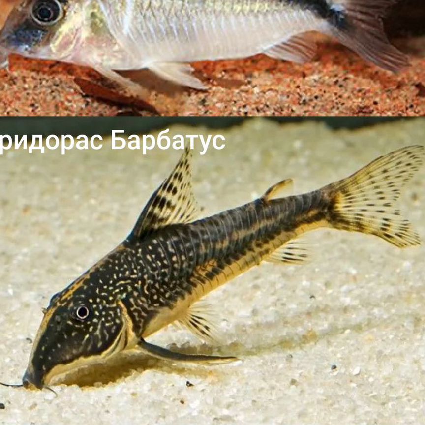 Коридорасы - Гипоанциструс Зебра 046