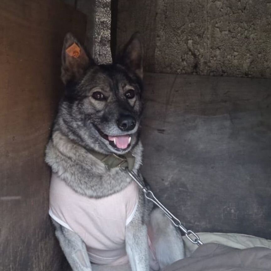 Жизнь на волоске