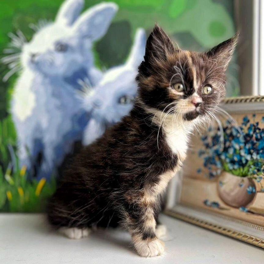 Котёнок в добрые руки