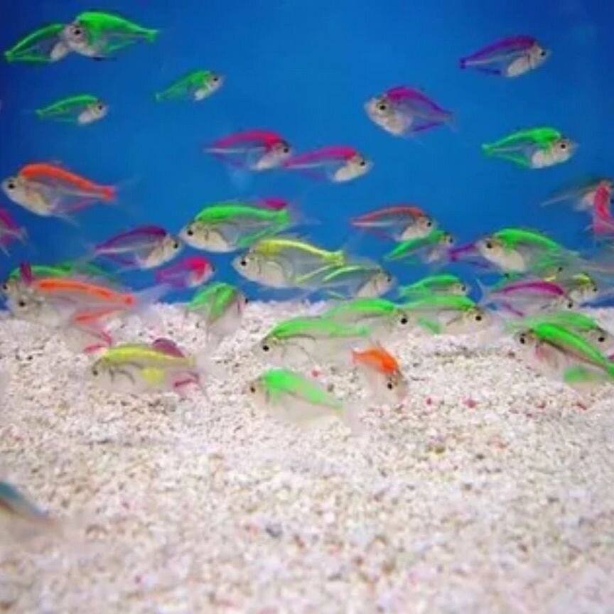 Стеклянный окунь