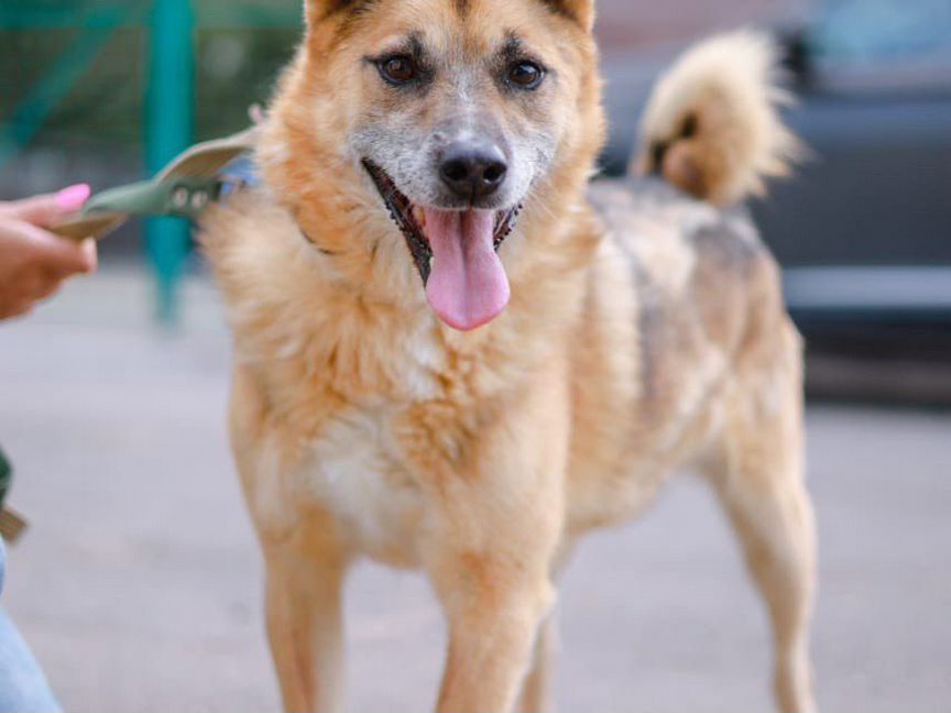 Собака ищет семью