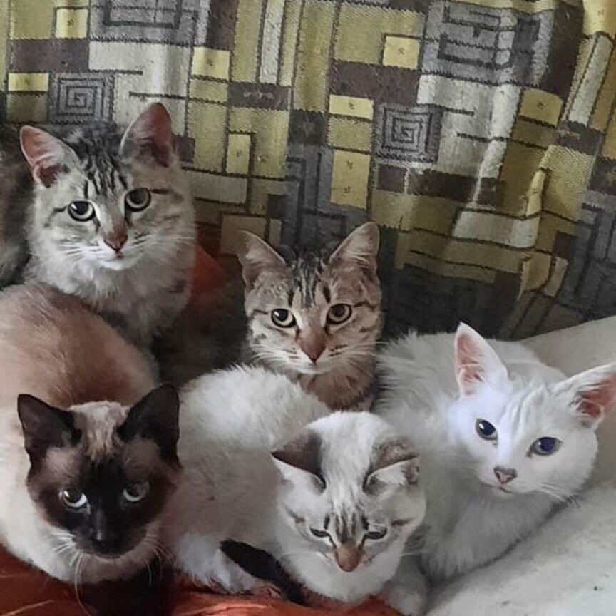 Отдам в добрые руки
