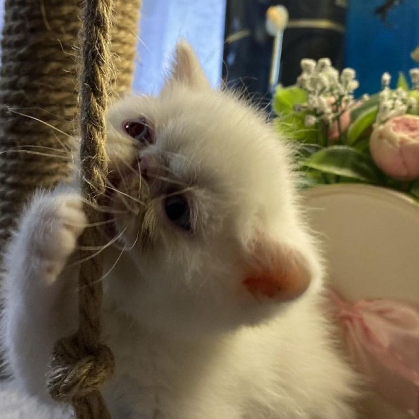 Экзотический котенок
