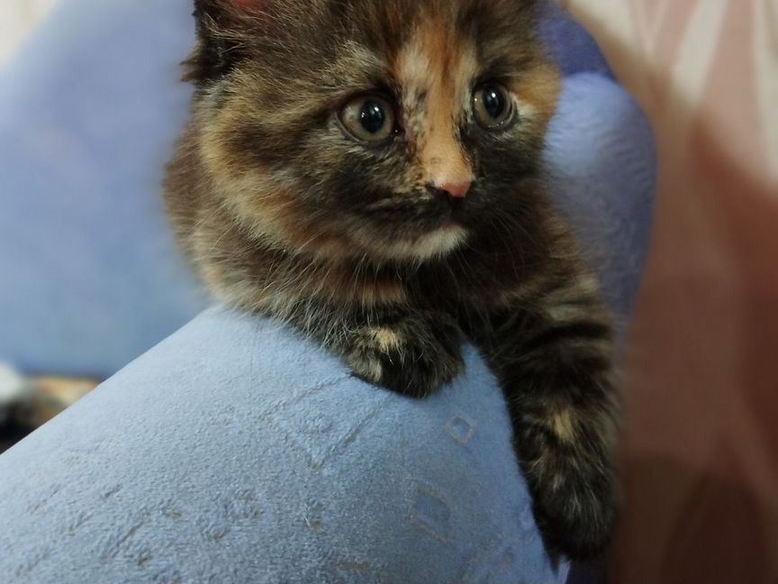 Кошка