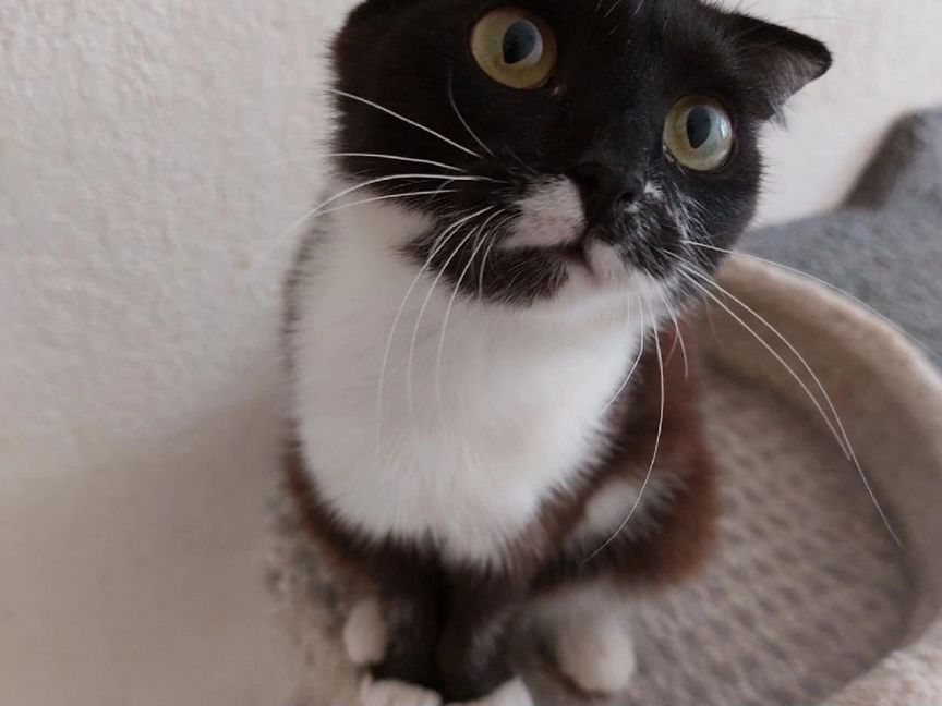 Кошечка ищет дом и любимых людей