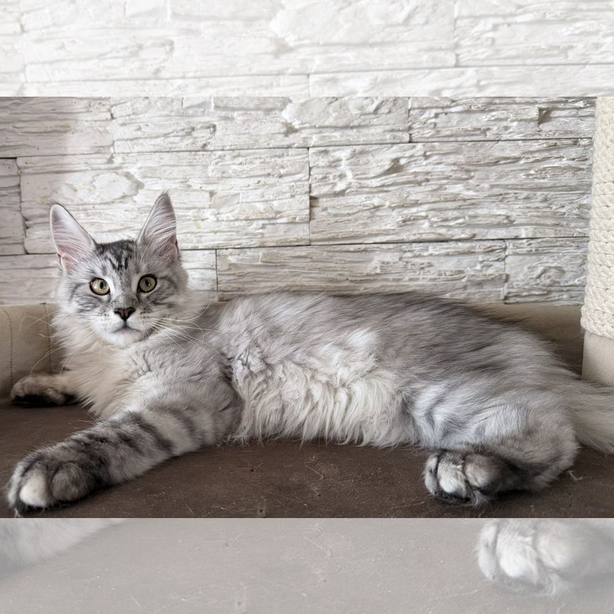 Мейн-кун котёнок