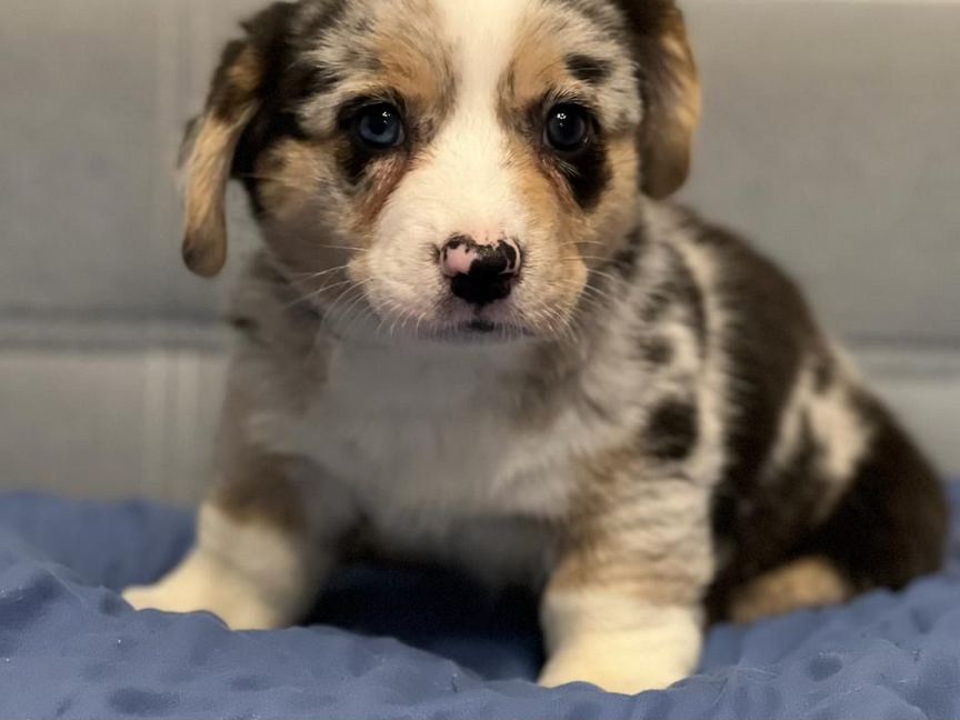 Сука мерль стандарт