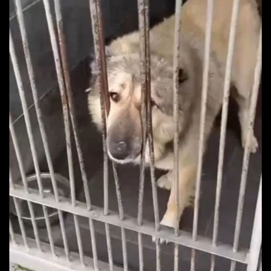 Собака в добрые руки