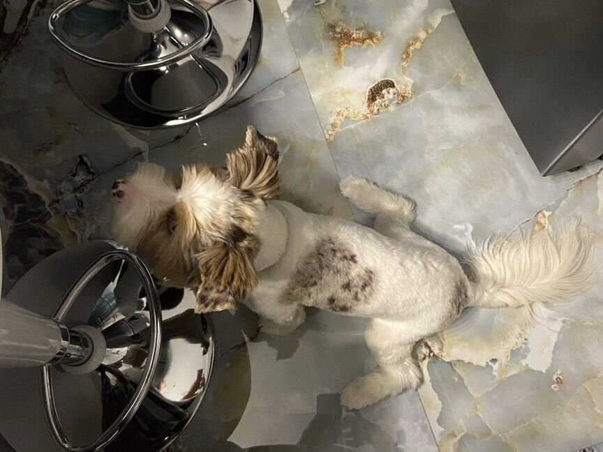 Собака в добрые руки