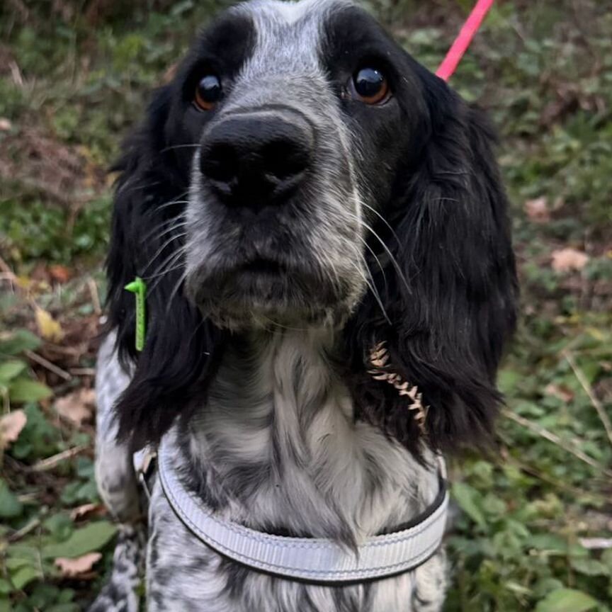 Русский охотничий спаниель, взрослая собака