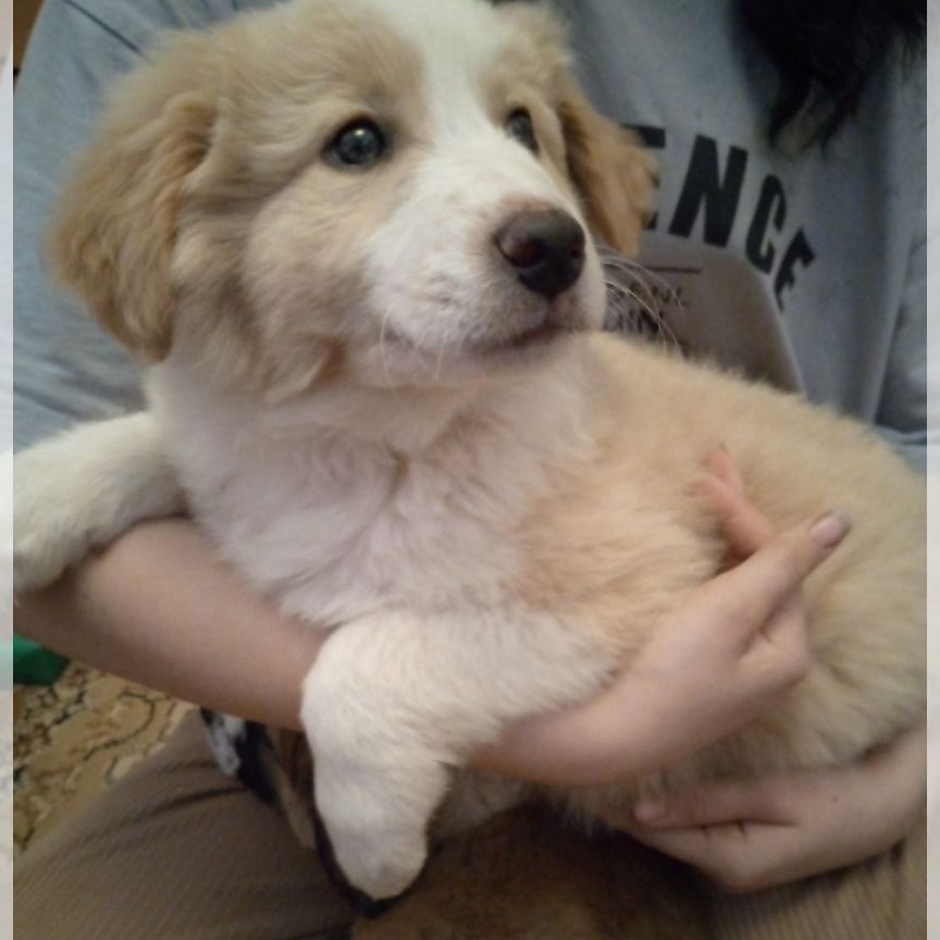 Помогите пристроить Щенки в добрые руки