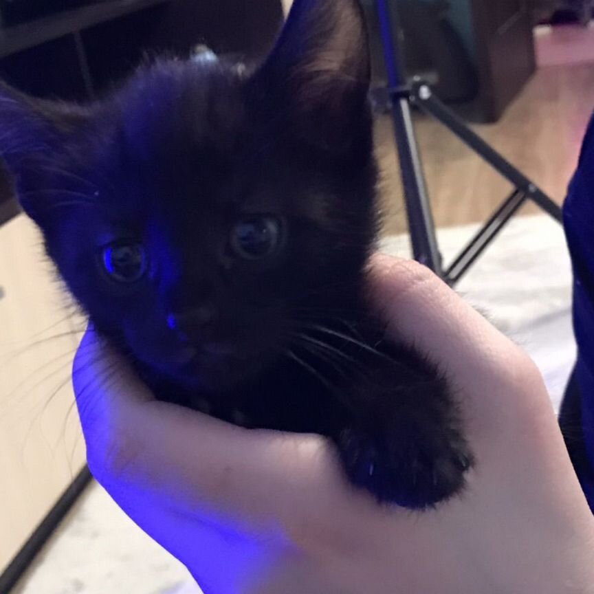Котёнок в добрые руки