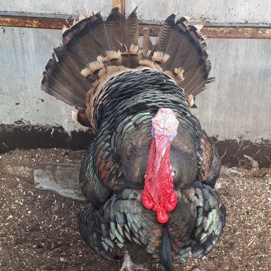 Индюки живым весом