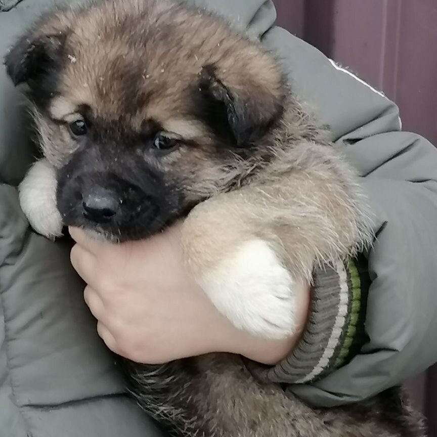 Мальчишка крепышка