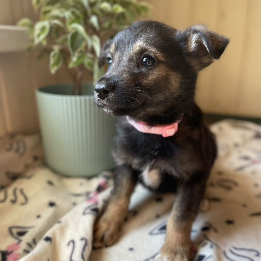 Совсем небольшой щенок бесплатно