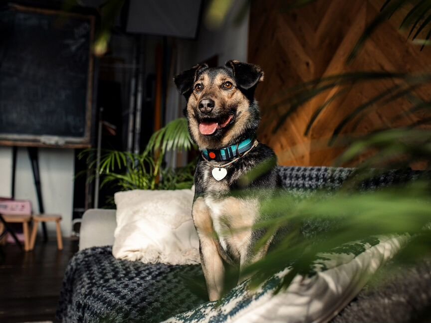 Сэмка станет вам самым лучшим другом