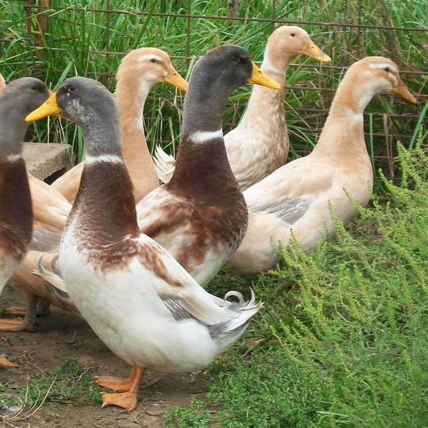 Домашние утки живые