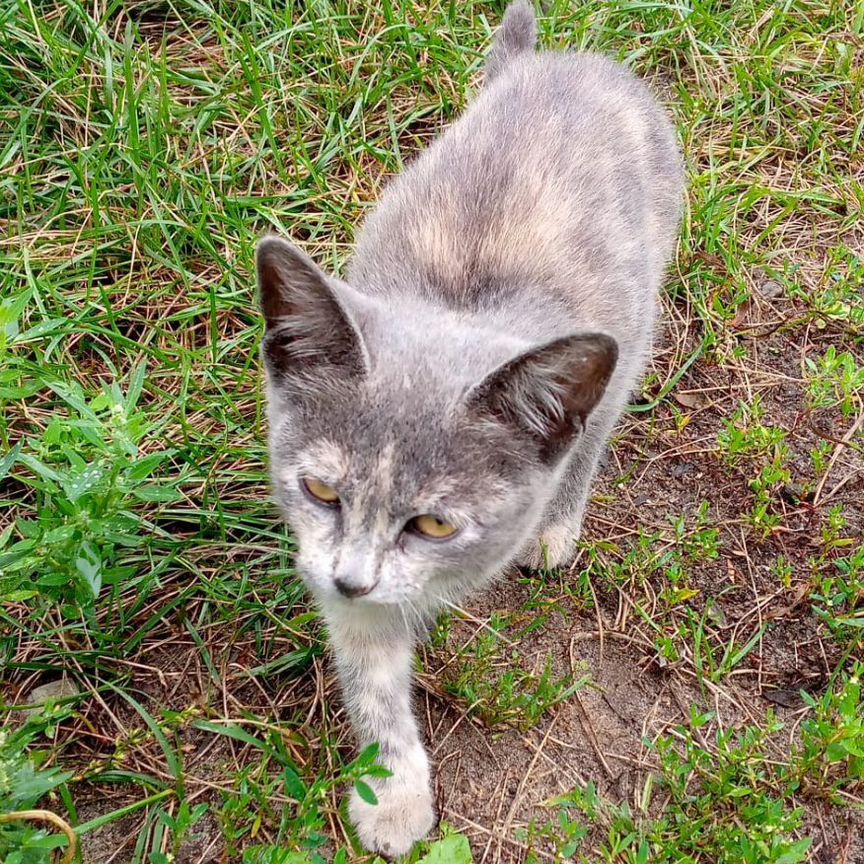 Бездомный котенок девочка в добрые руки бесплатно