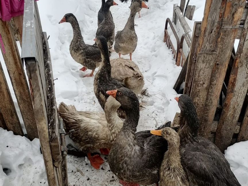 Гуси и инди утки