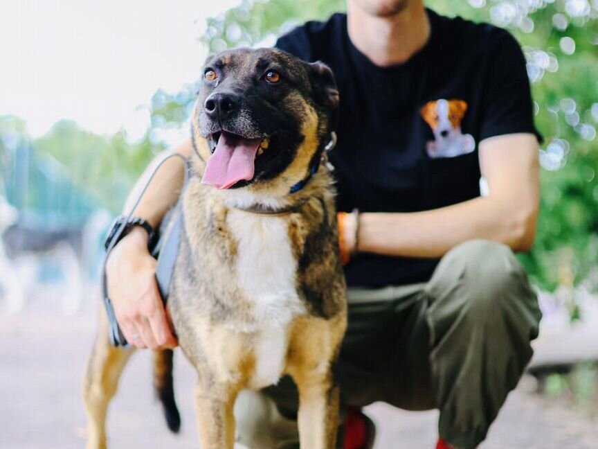 Собака из приюта