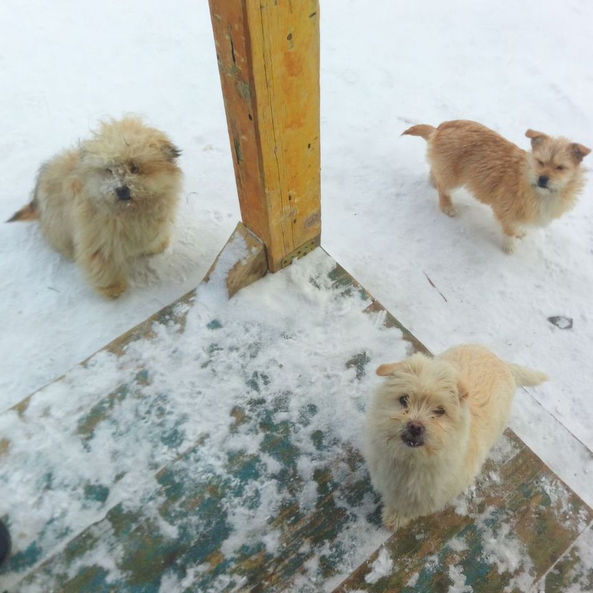 Балонки бесплатно