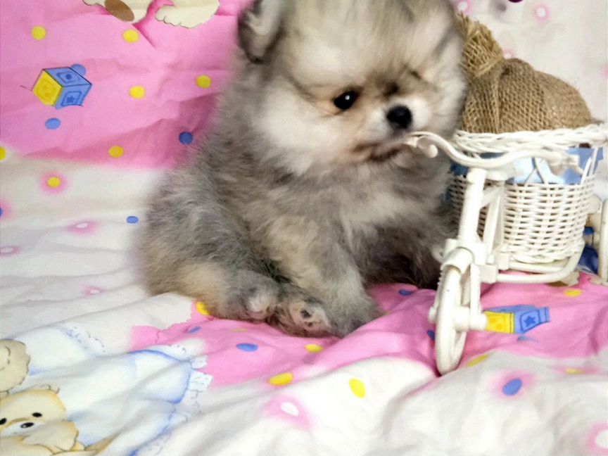 Маленький курносик