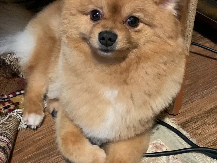 Немецкий шпиц вязка