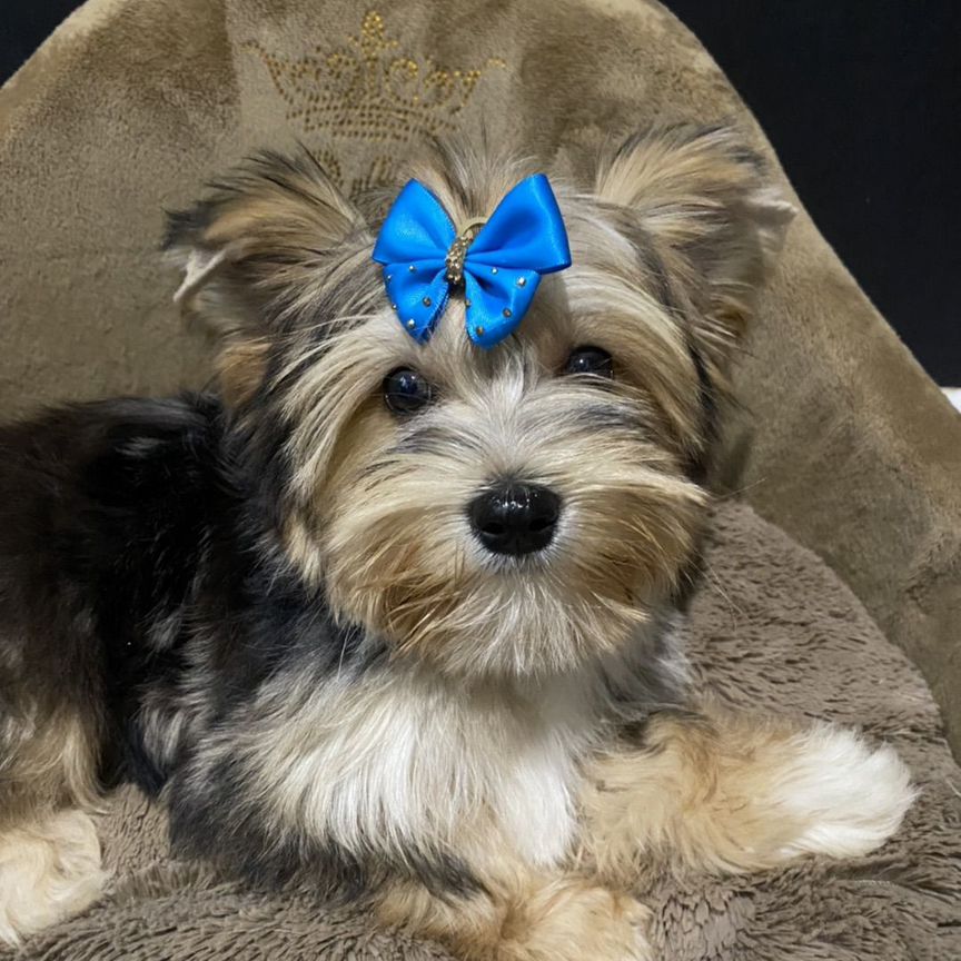 Девочка блюмерле