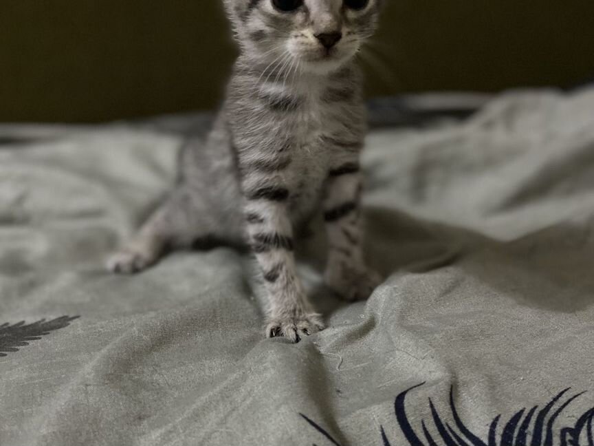 Милые пушистики