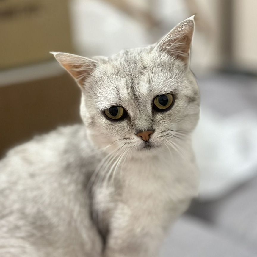 Котик в добрые руки