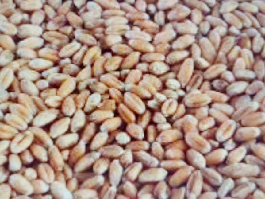 Пшеница урожай 2023г.на пищевые цели 3класс,4класс