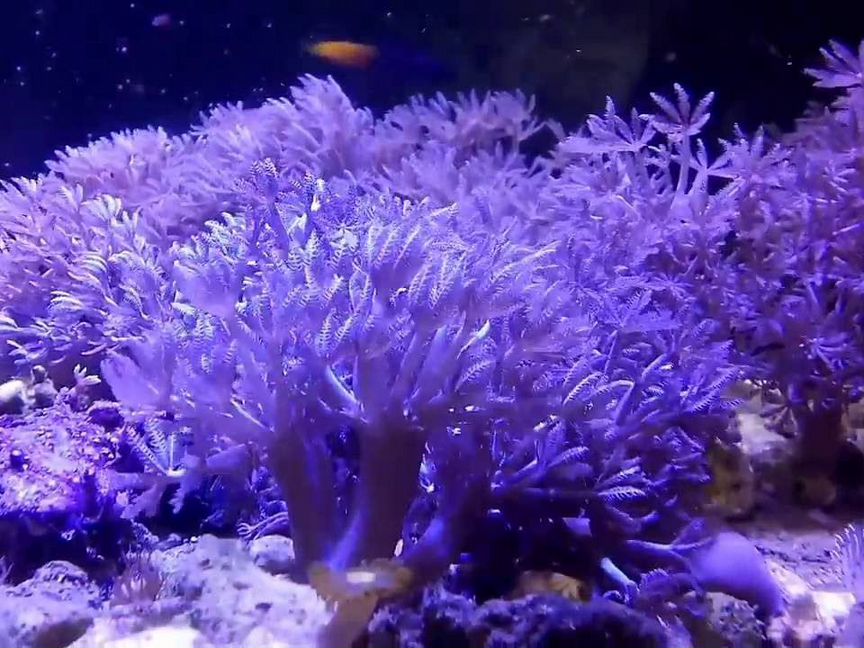 Коралл Ксения пульсирующая