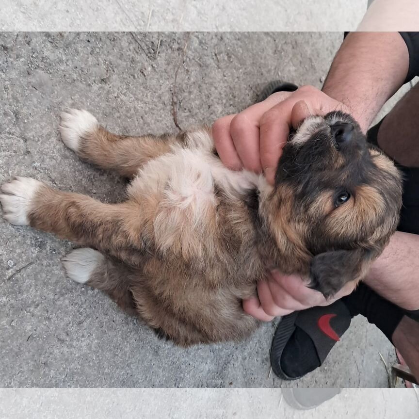 Кавказская овчарка, щенок