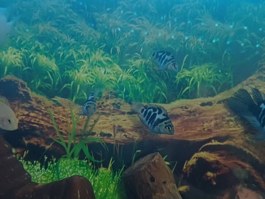 Аквариумная рыба попугай