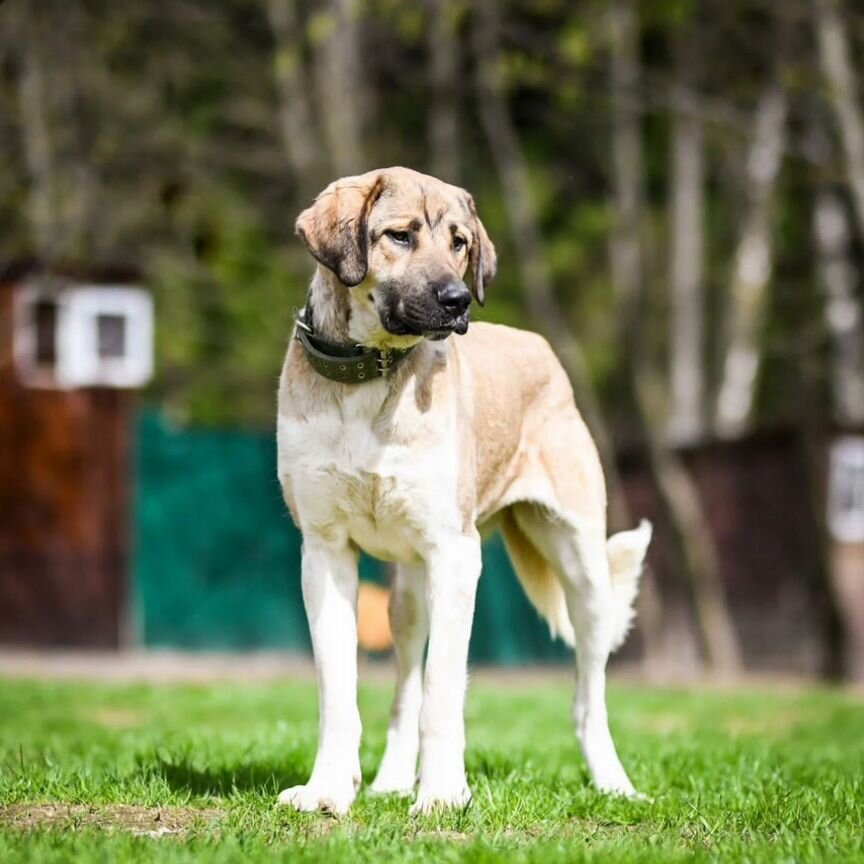 Собака в добрые руки отдам бесплатно