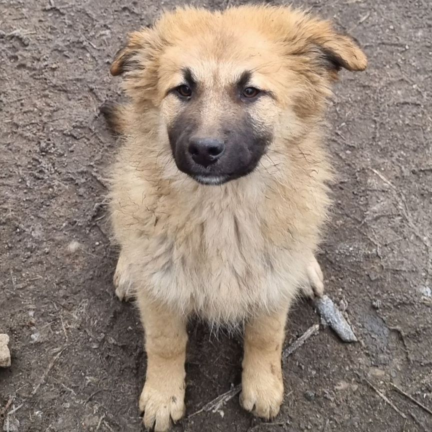 Щенок в добрые руки