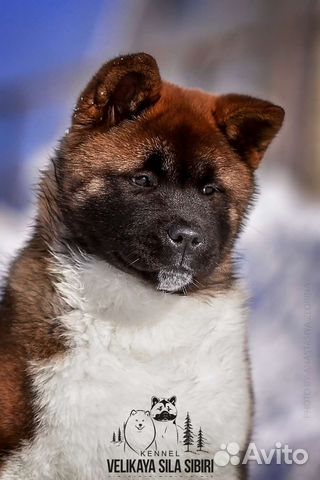 Щенки американской акиты купить в Омске | Животные и зоотовары | Авито