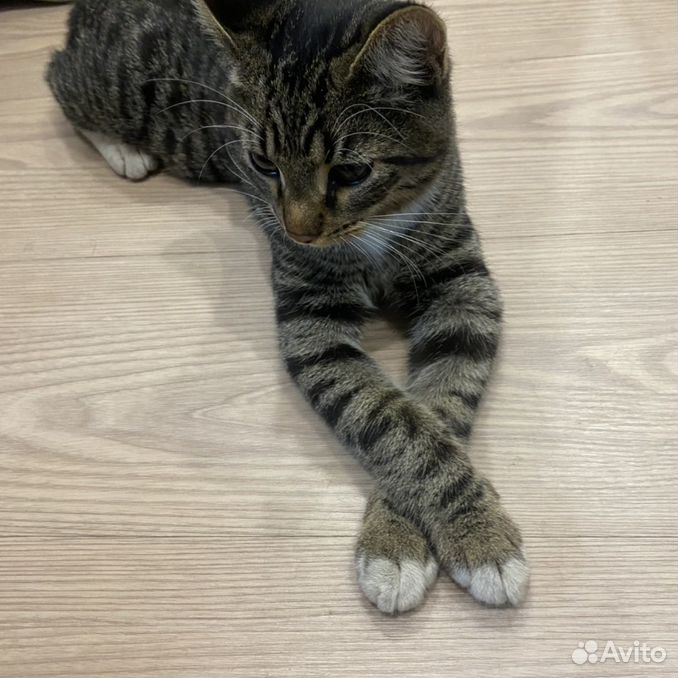 Нашёлся кот в районе бкк. Ищем хозяина