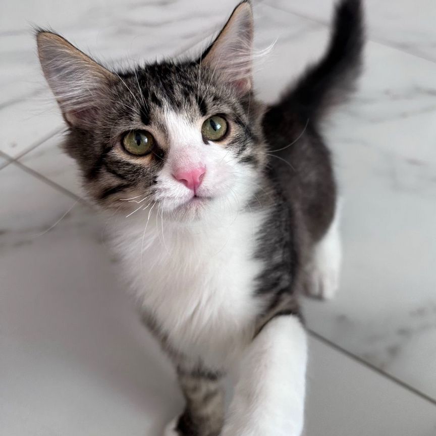 Котенок мальчик 3,5 мес в добрые руки