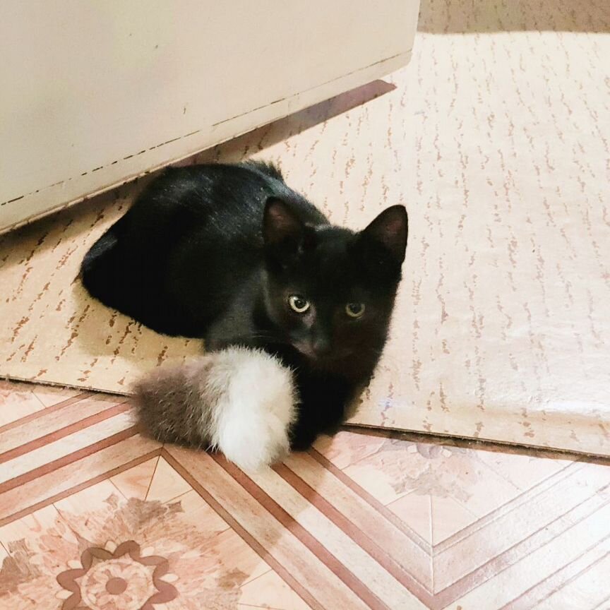 Котенок мальчик в добрые руки