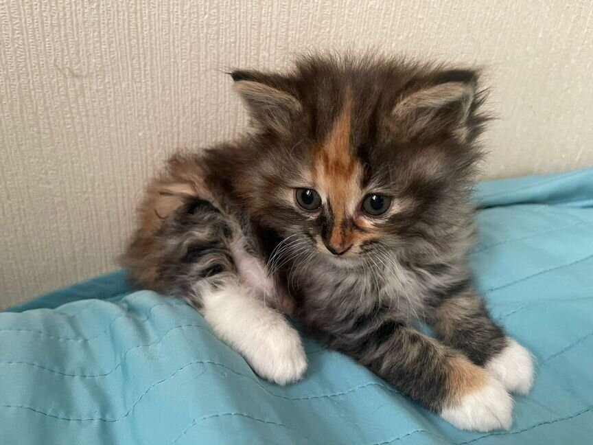 Котенок курильский бобтейл
