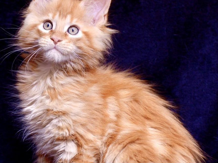 Котята мейн-кун котик