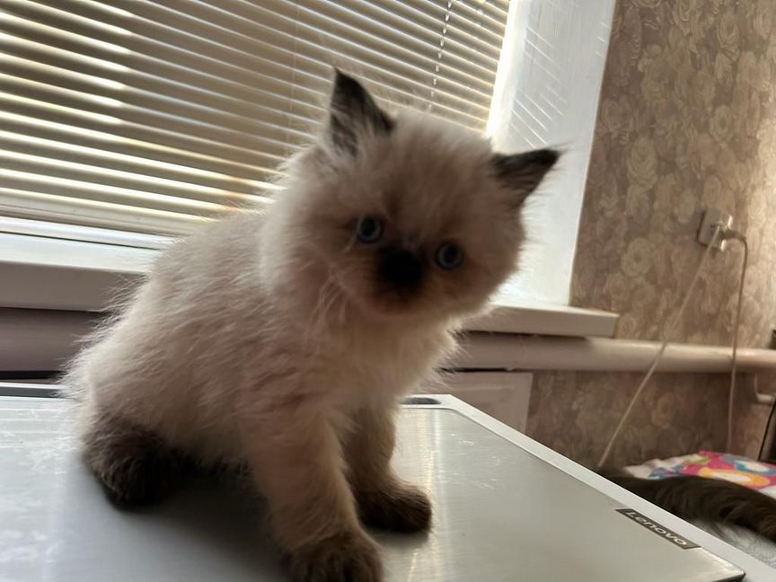Персидские котята